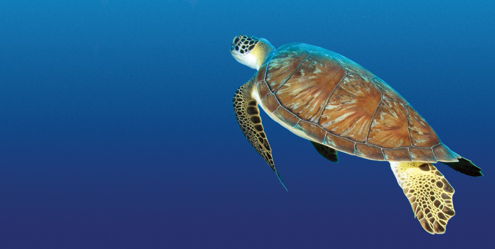 Dutch Caribbean Biodiversity Database